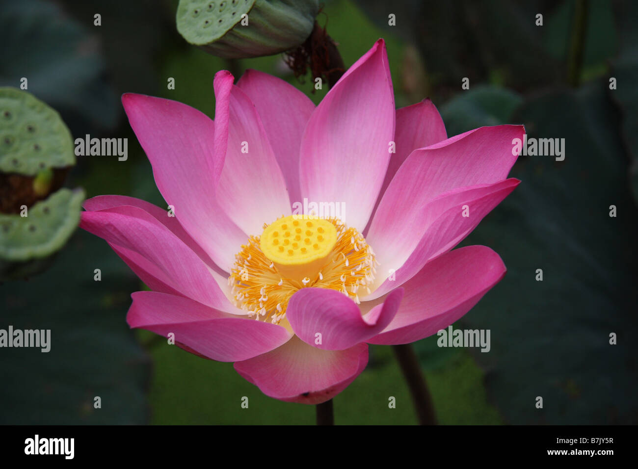 A Lotus Flower in a lake The Mekong Delta Vietnam Stock Photo - Alamy