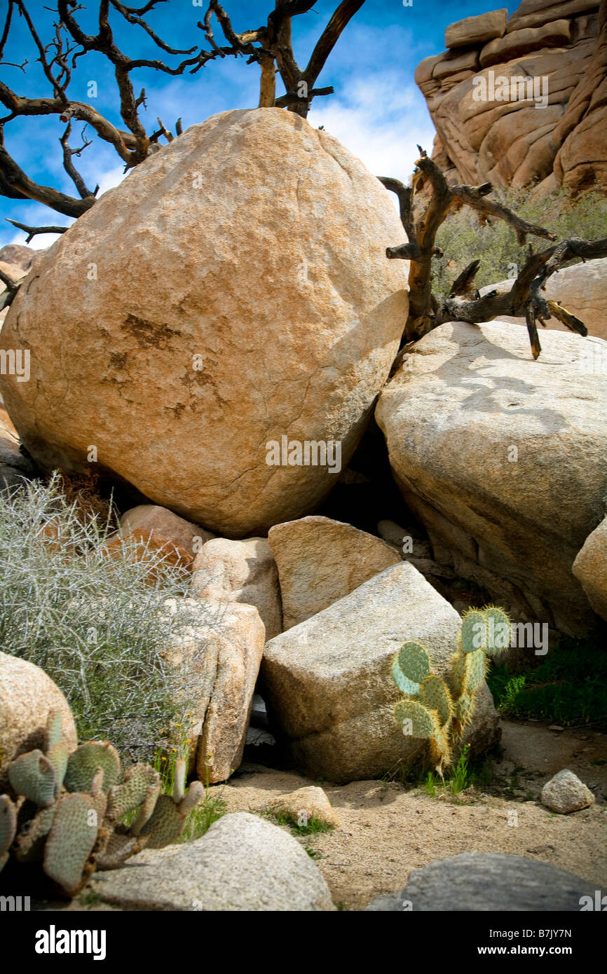 Dead cactus hi-res stock photography and images - Alamy