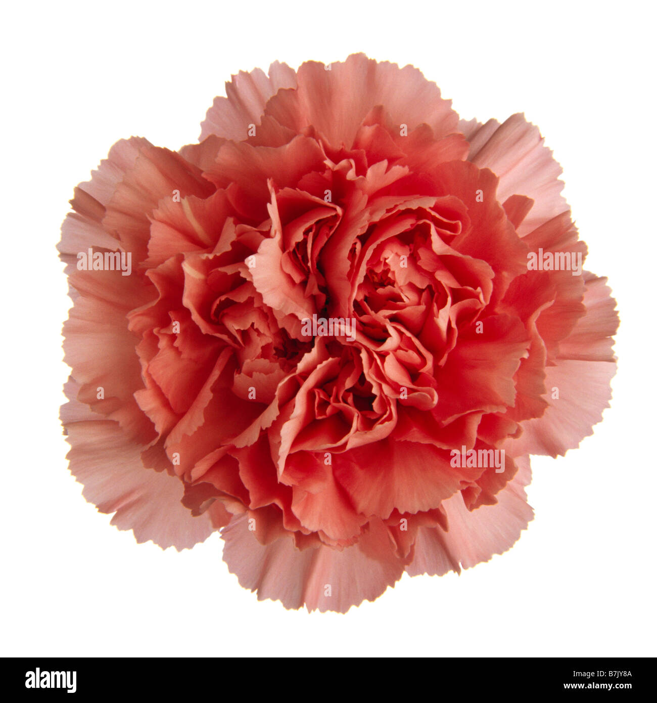 Crammed Cut Out Stock Images & Pictures - Alamy