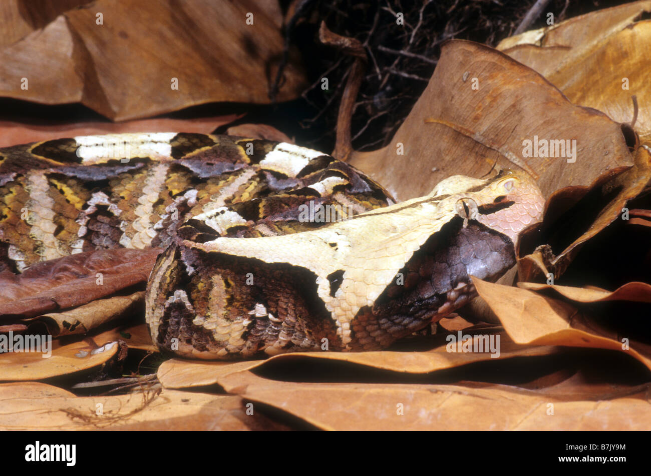 Gabon Viper (Bitis gabonica Stock Photo - Alamy