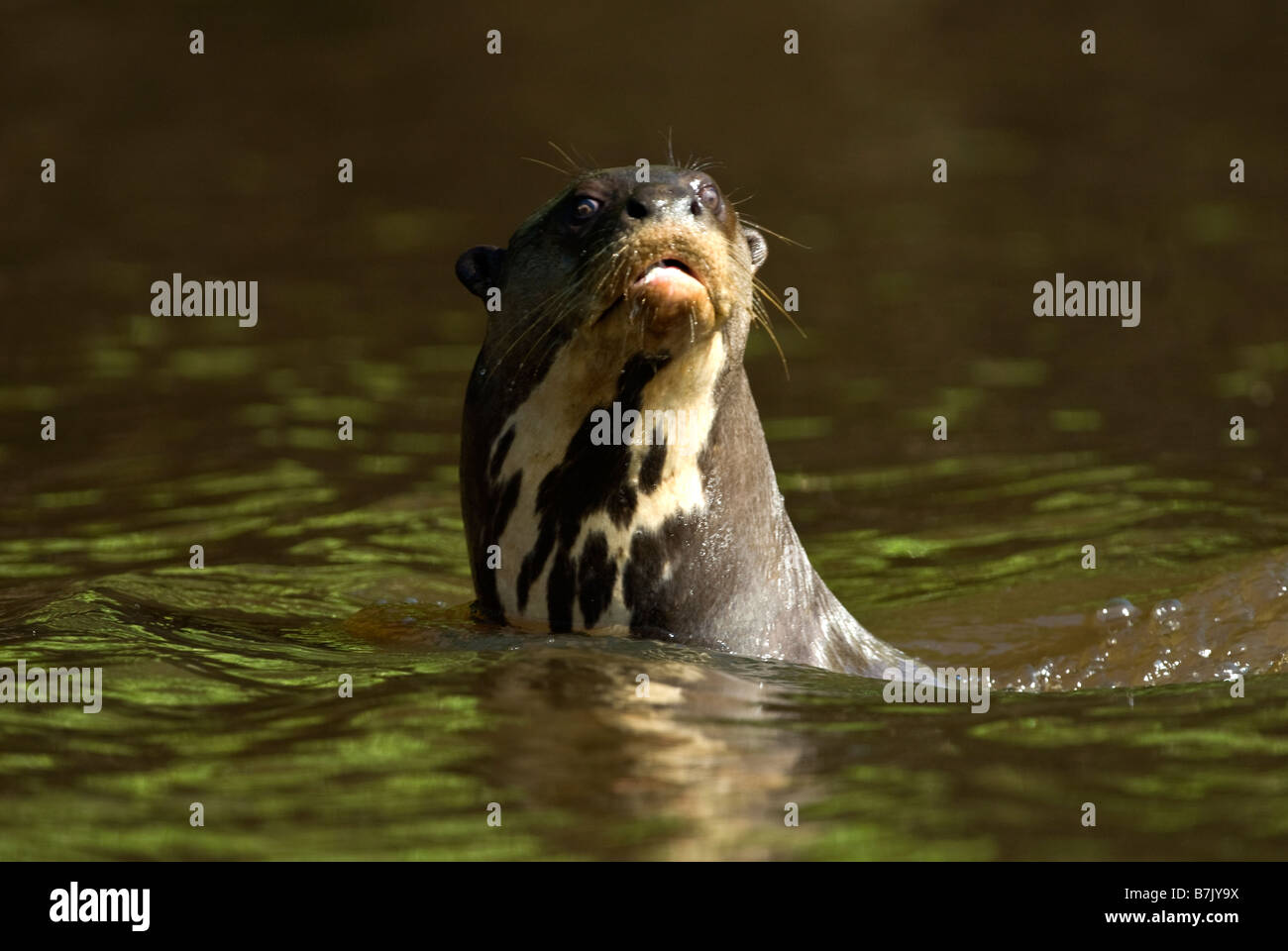 Giant River Otter Pteronura brasiliensis Stock Photo - Alamy