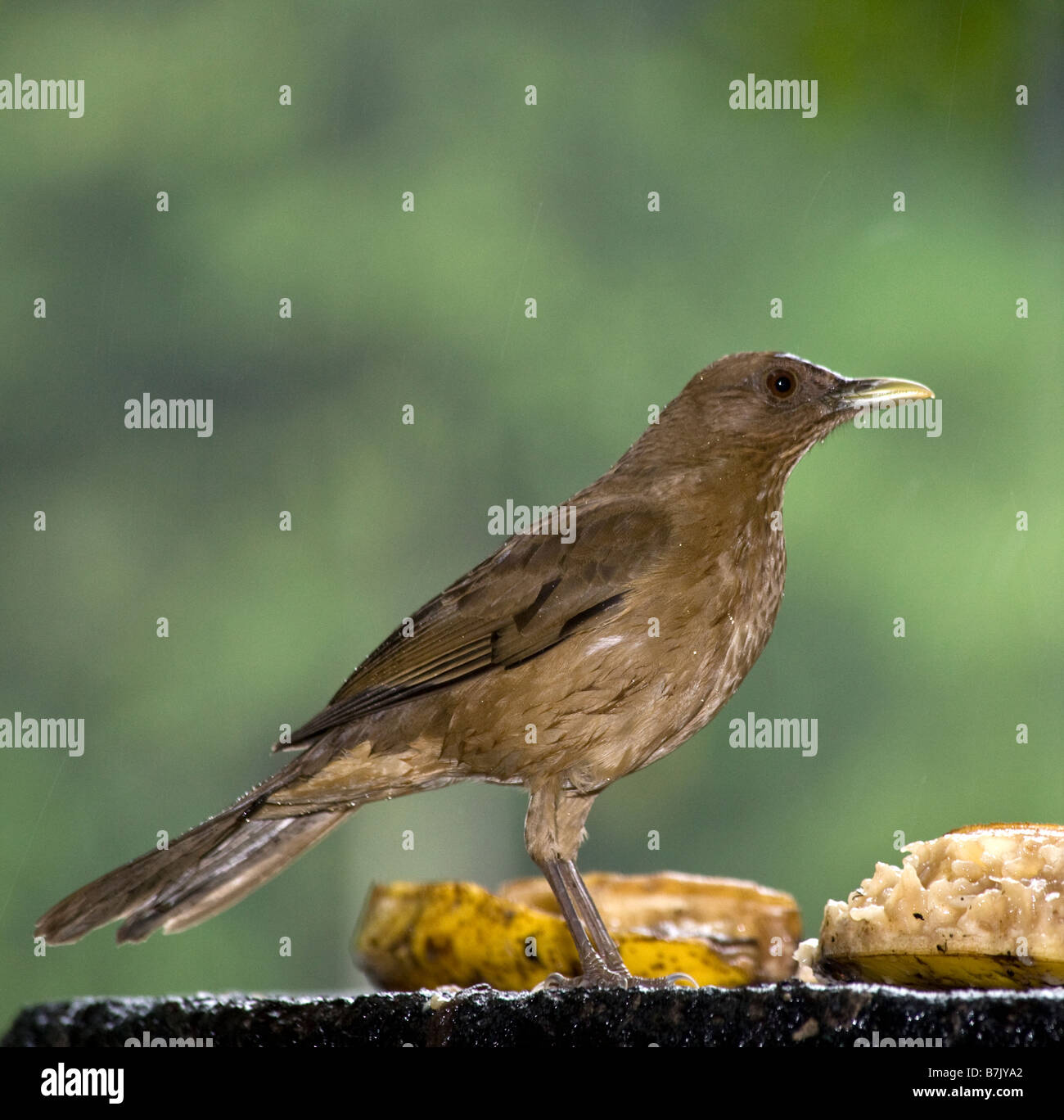 Yigurro Clay coloured robin national bird of Costa Rica Costa Rica ...