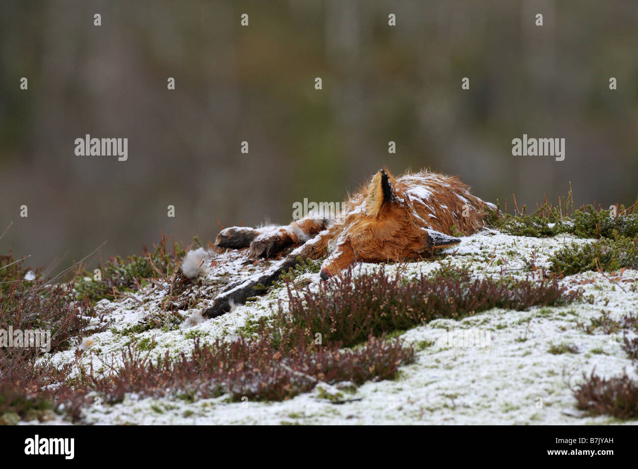 Red Fox Vulpes vulpes carcass lying on the side of a mountain in the ...