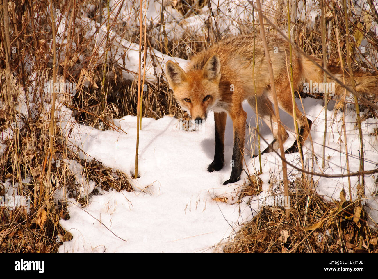 red fox snow Stock Photo - Alamy