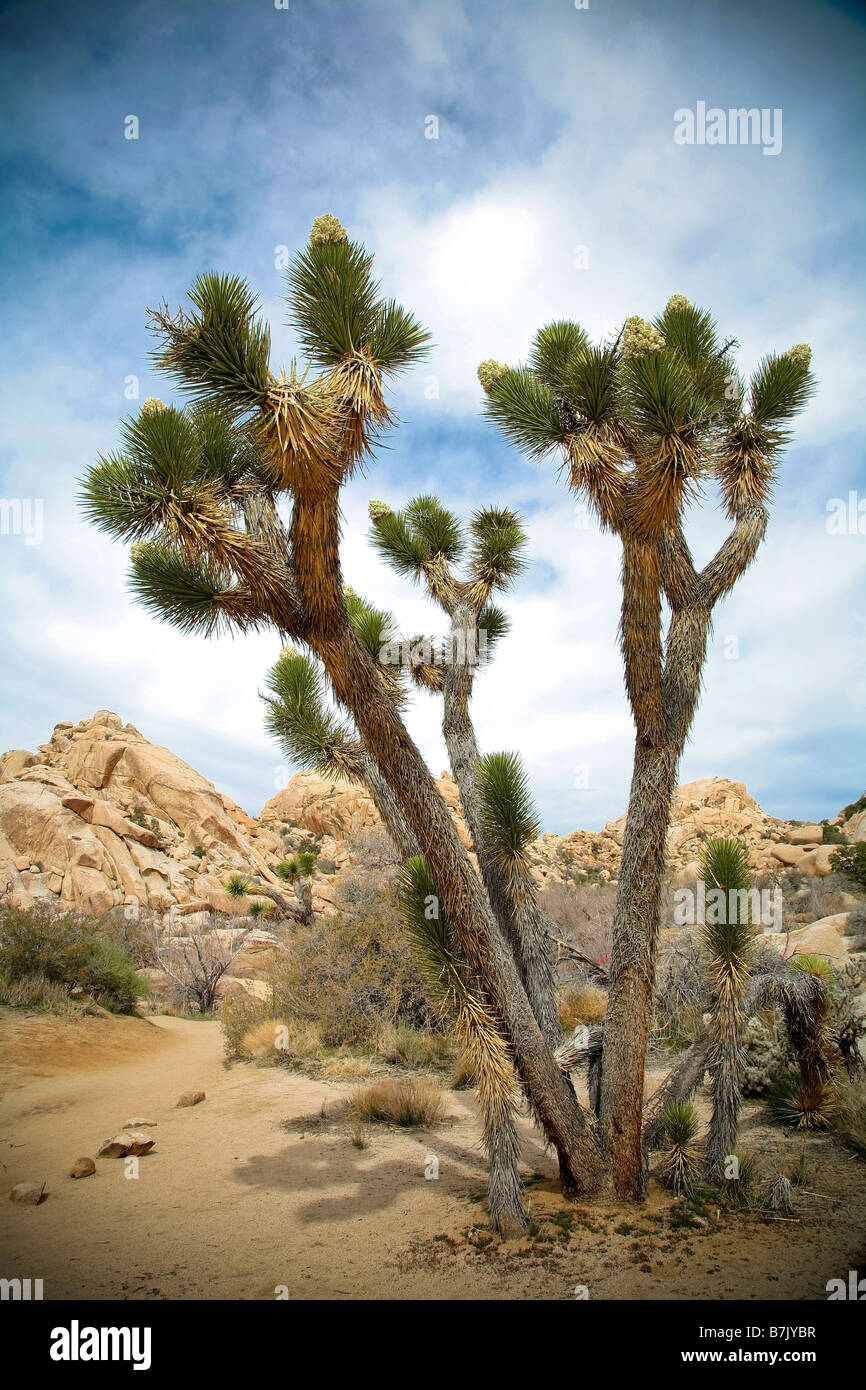 a lone tree in Joshua Tree NP Stock Photo - Alamy