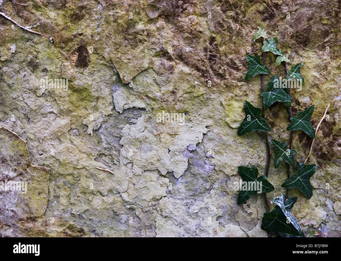 Headstone texture with ivy Stock Photo - Alamy