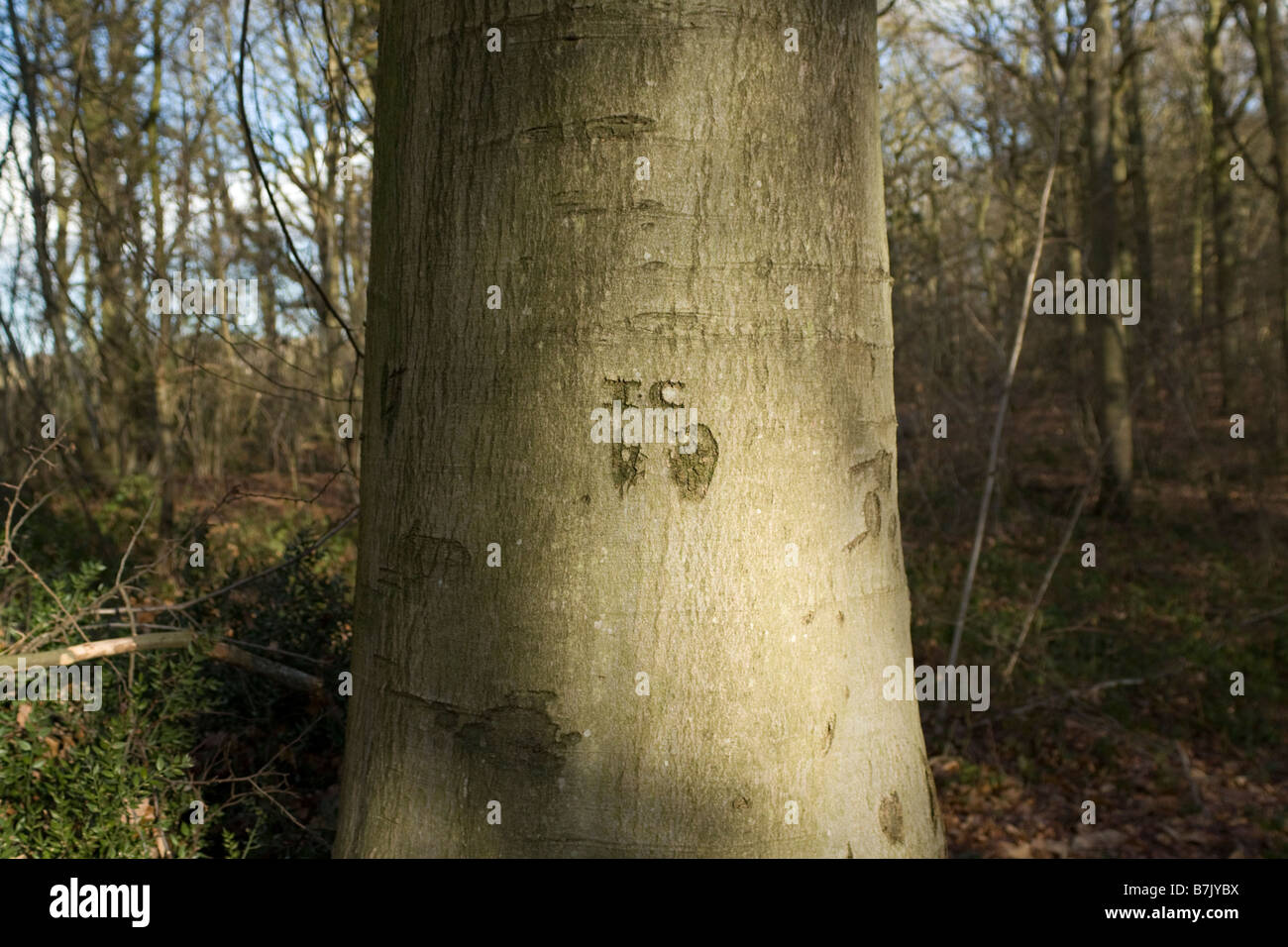 initials carved into tree trunk Stock Photo - Alamy