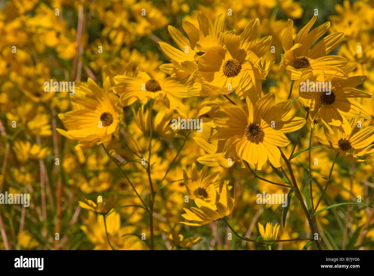Helianthus simulans hi-res stock photography and images - Alamy