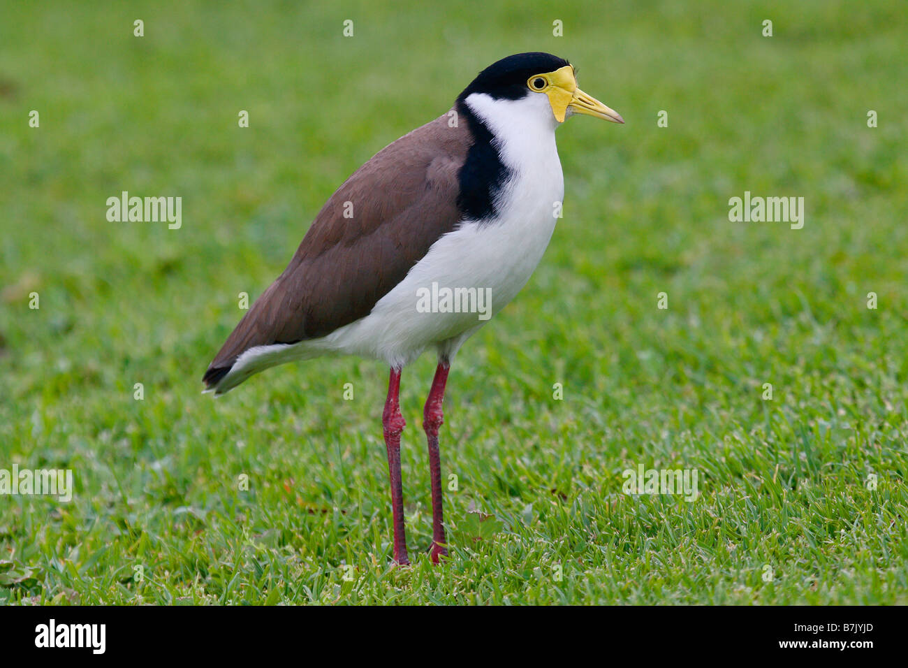 Masked lapwing hi-res stock photography and images - Alamy