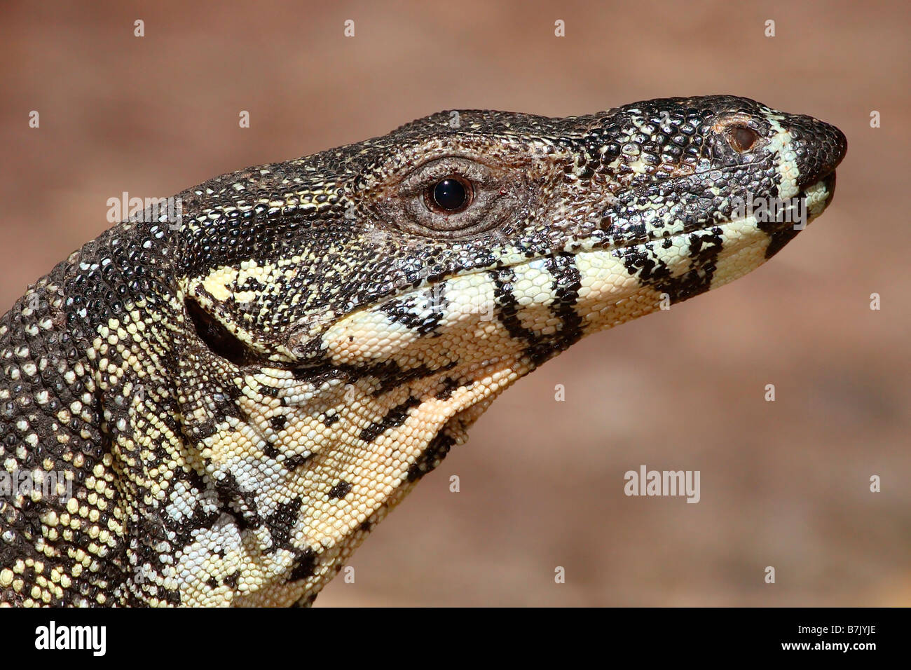 Goanna Lace Monitor Stock Photo - Alamy