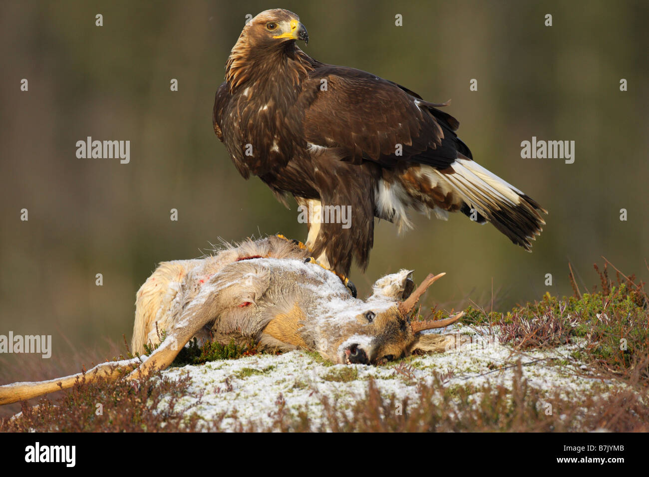 Golden Eagle Aquila chrysaetos perched on a dead Roe Deer in the snow ...