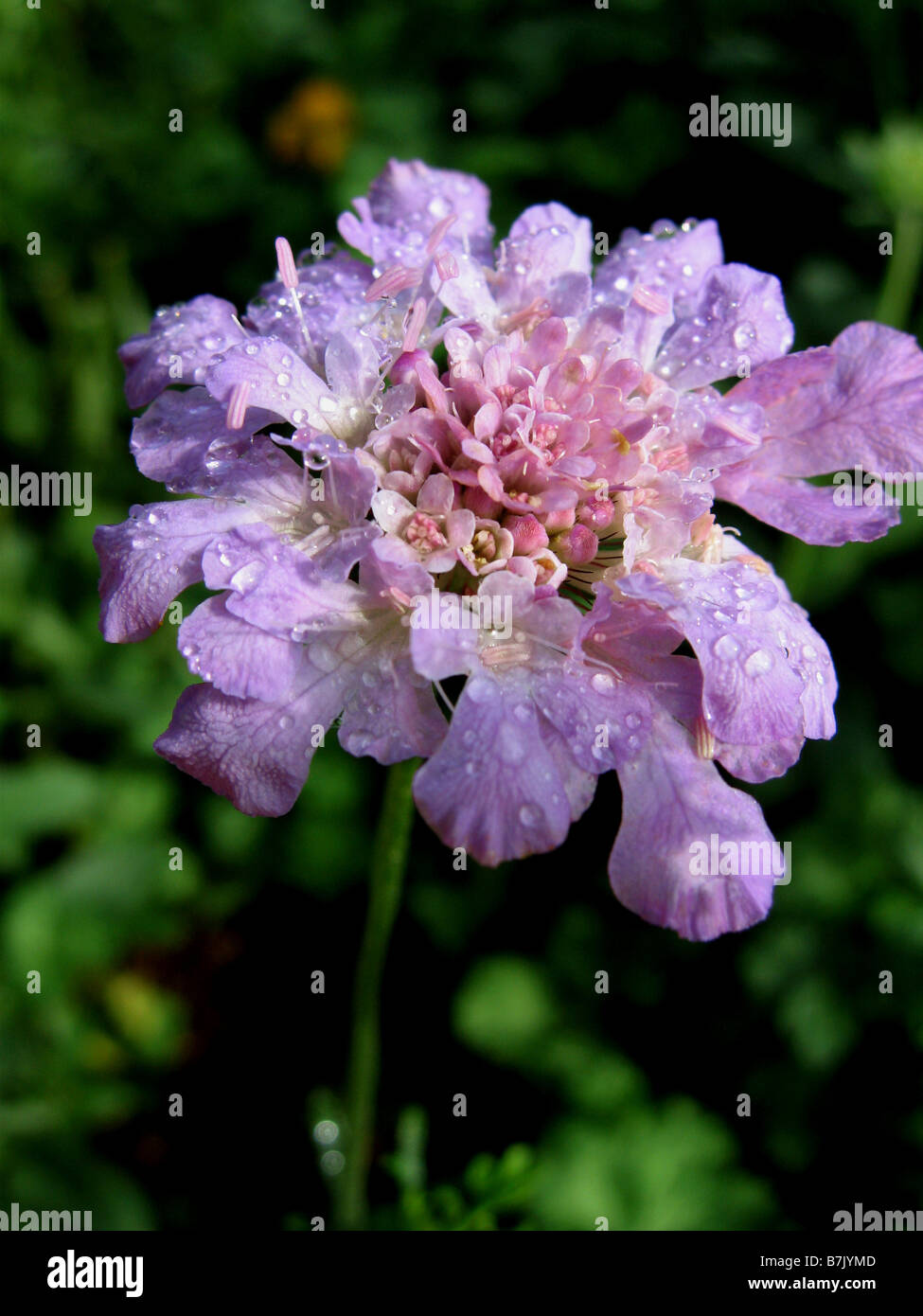 Scabiosa species hi-res stock photography and images - Alamy