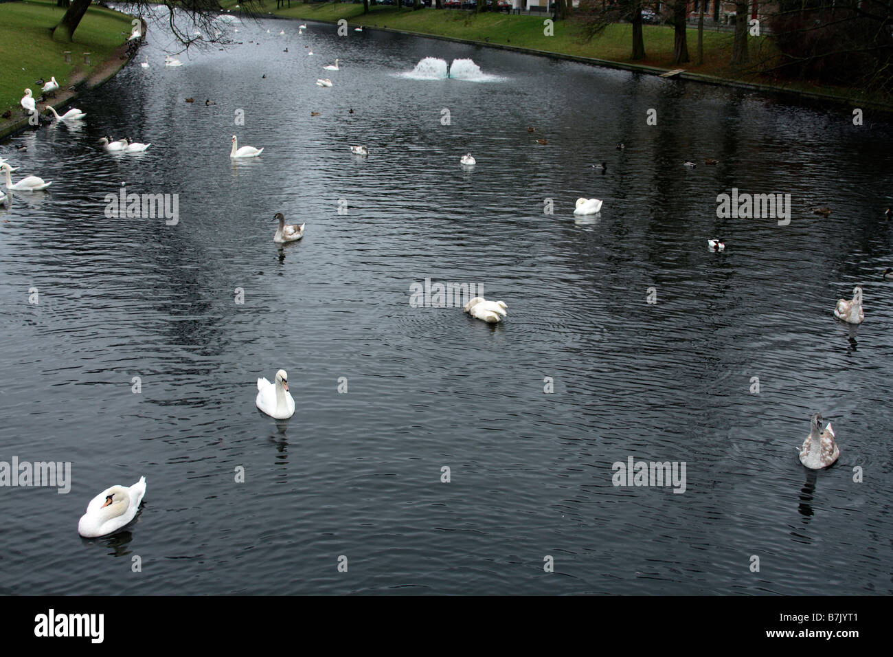Cygninae swans usually mate for life hi-res stock photography and ...