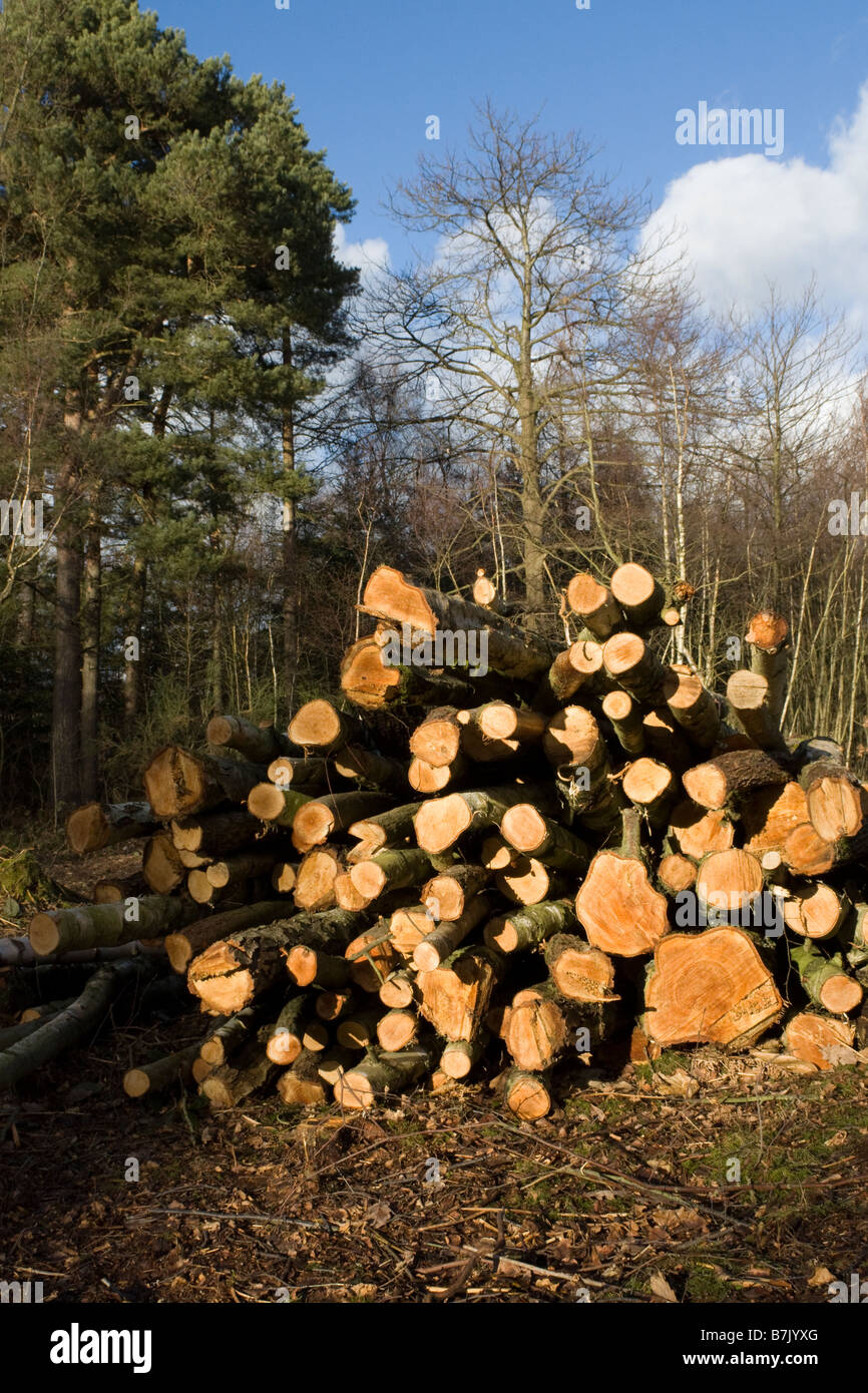 Trees and logs Stock Photo - Alamy