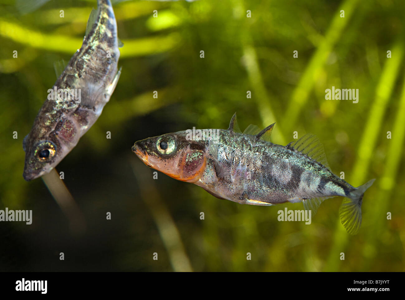 Stickleback fish hi-res stock photography and images - Alamy