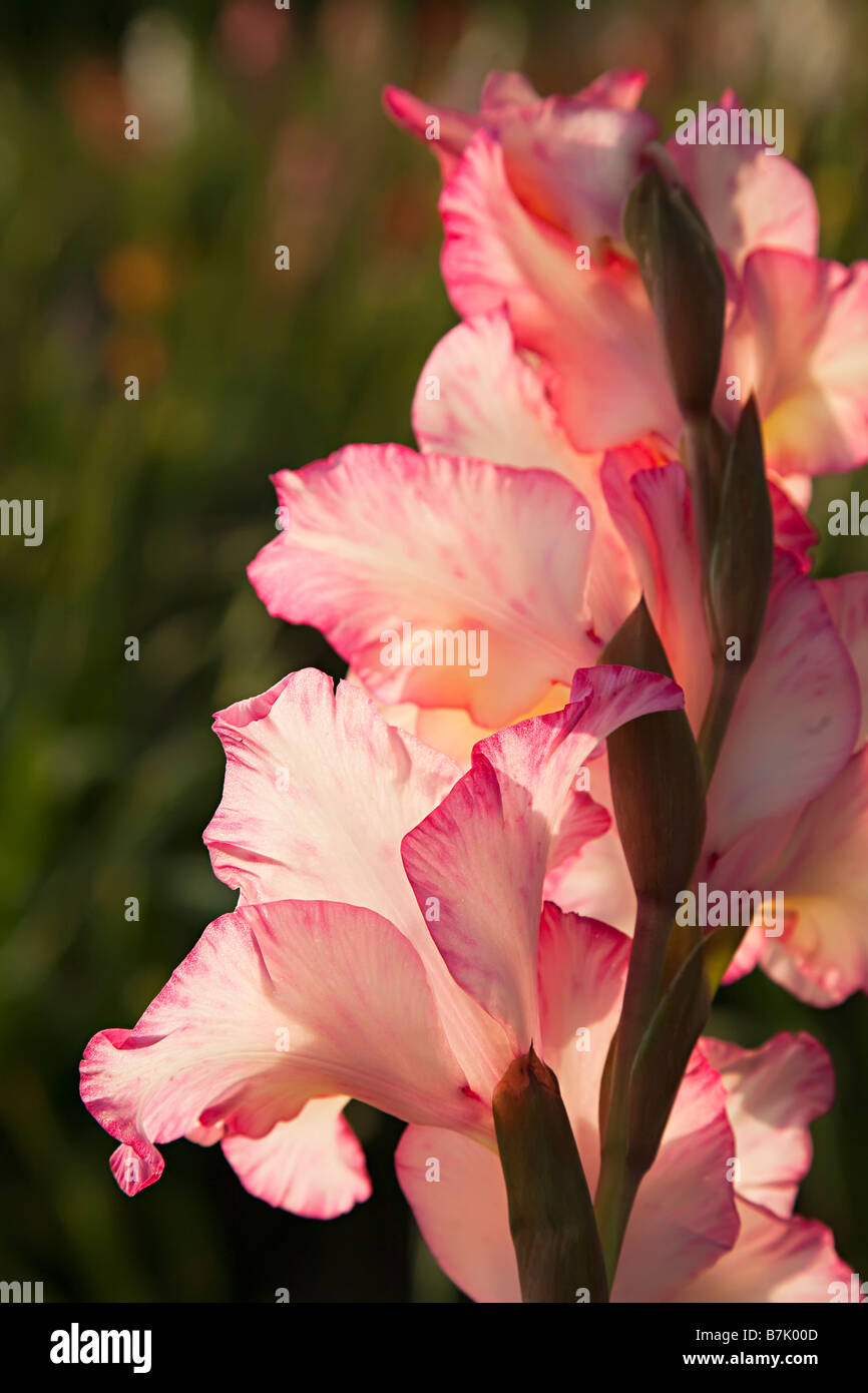 Pink gladiolus flower with shallow focus Stock Photo - Alamy