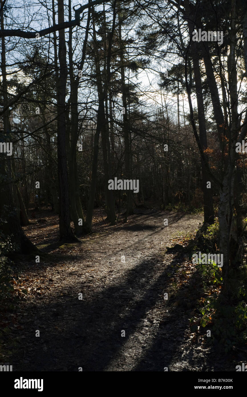 Blean Woods High Resolution Stock Photography and Images - Alamy