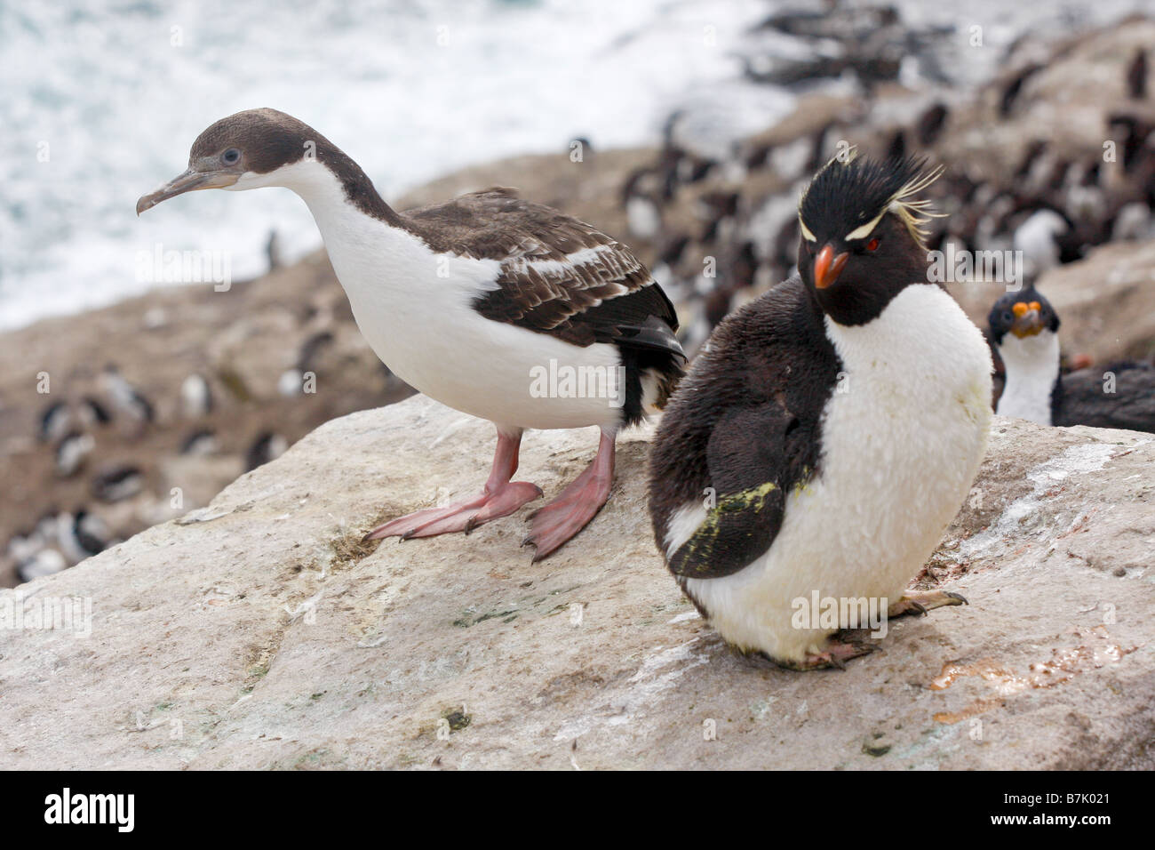Rock hopper penguin and Shag breeding colony on Saunders Island ...