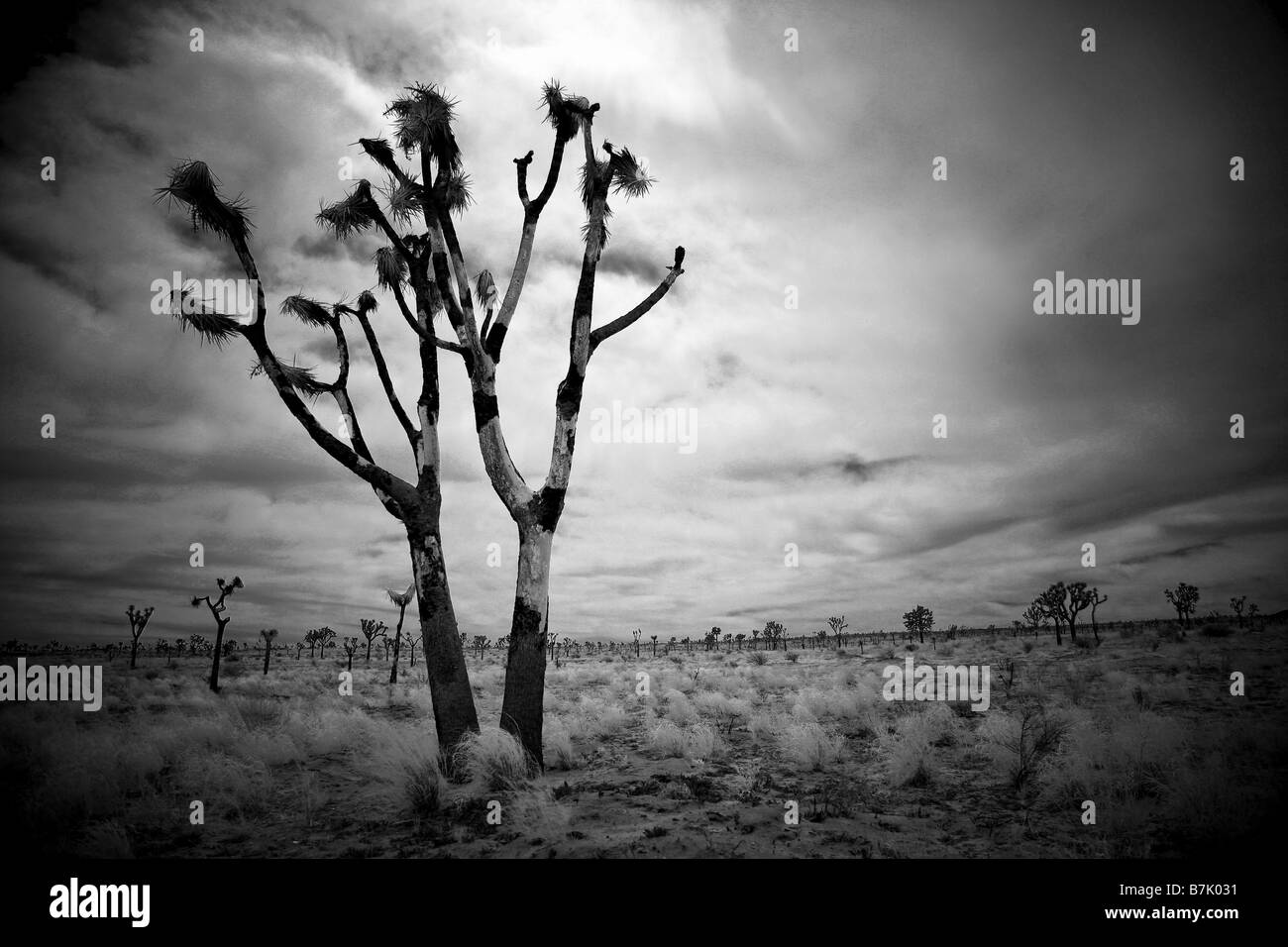 Joshua tree black and white hi-res stock photography and images - Alamy