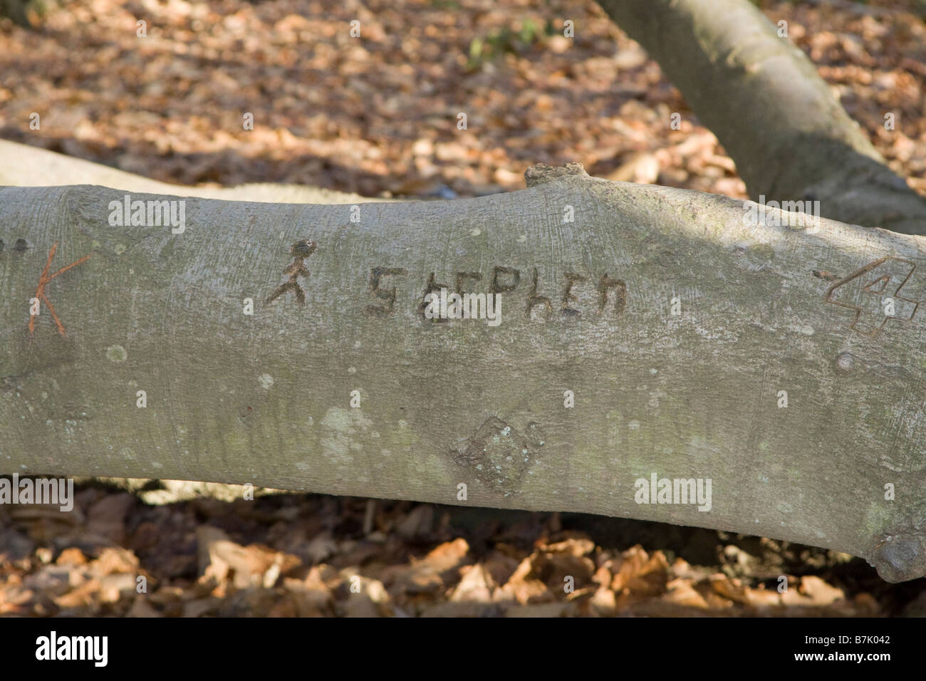 initials carved into tree trunk Stock Photo - Alamy