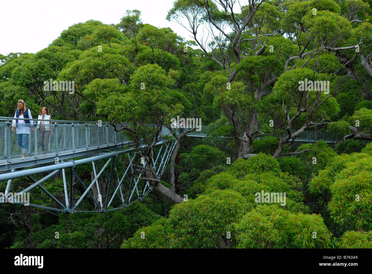 Tree Top Walk in the Valley of Giants in Nornalup National Park Walpole ...