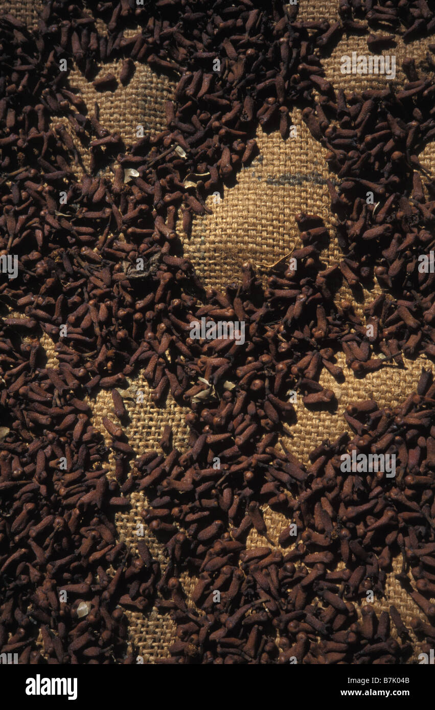 Cloves drying hi-res stock photography and images - Alamy