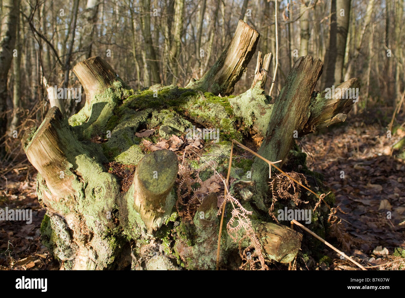 Blean wood hi-res stock photography and images - Alamy