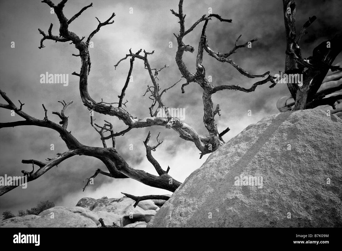 Dead joshua tree Black and White Stock Photos & Images - Alamy