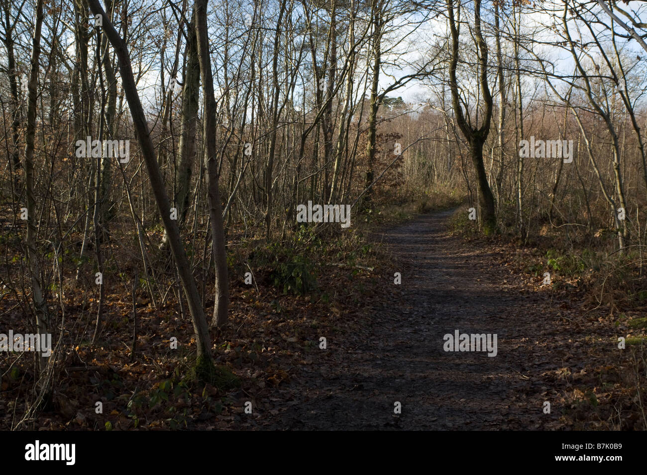 Blean woods hi-res stock photography and images - Alamy