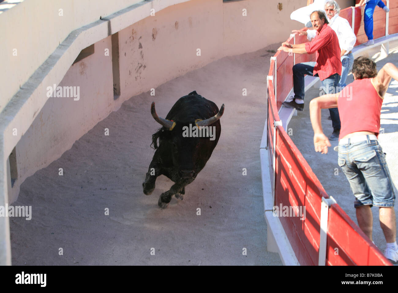 Bull running behind the fence that is supposed to protect the ...