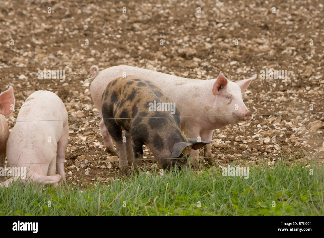 Pig farm with ark shelters Stock Photo - Alamy