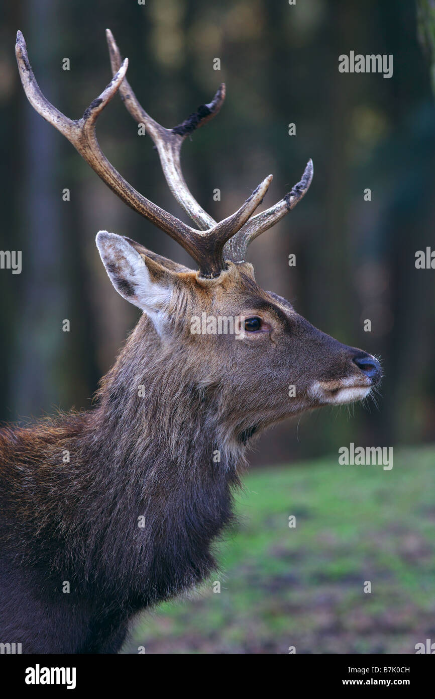 Dark forest trees deer hi-res stock photography and images - Alamy
