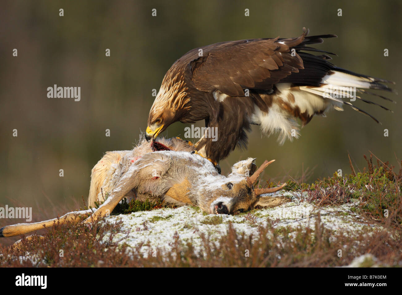 Golden Eagle Attack Deer