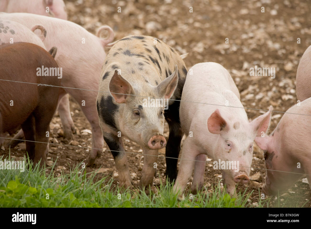 Pigs mating hi-res stock photography and images - Alamy