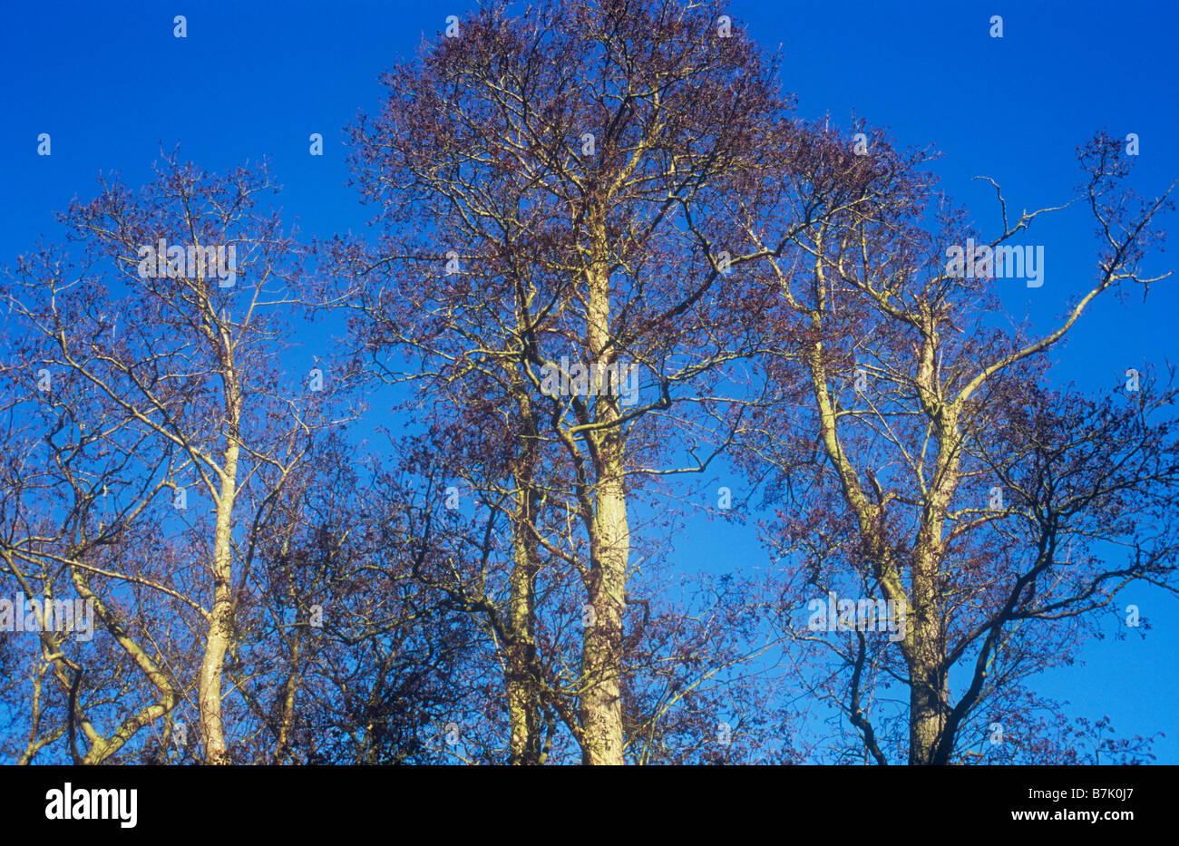 Upper branches of five Common alder trees bearing lilac or purple male ...