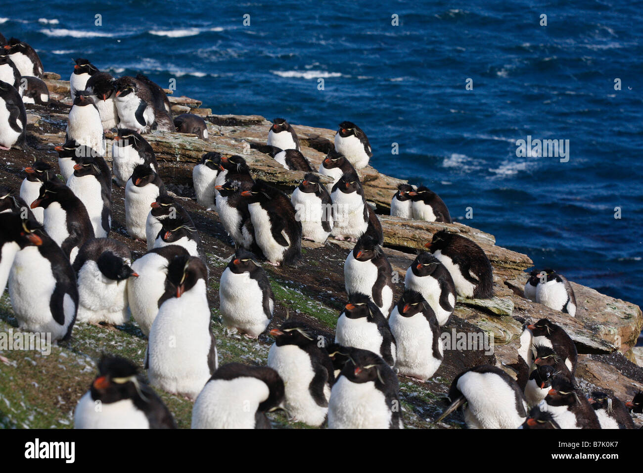 Rock hopper penguin and Shag breeding colony on Saunders Island ...
