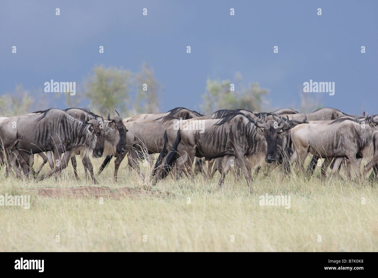 Wildebeest migrating hi-res stock photography and images - Alamy