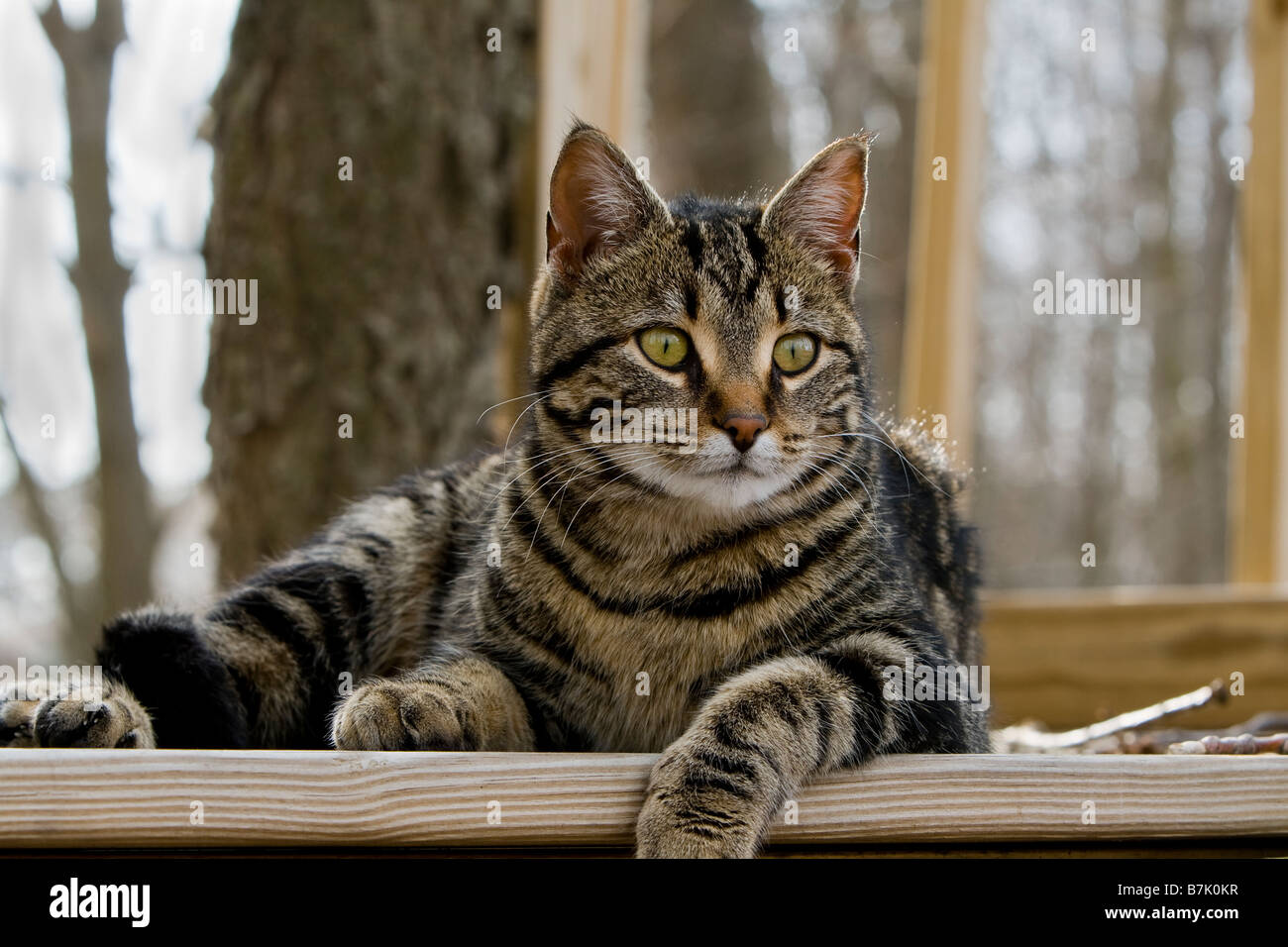 A patient cat enjoying a perch overlooking the woods for a hunt Stock ...