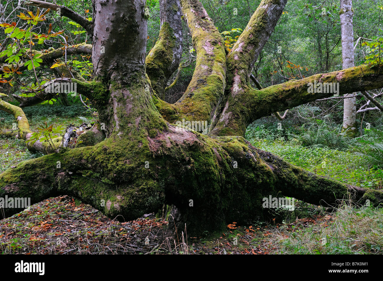 Ancient deciduous woodlands above Loch Tay Perthshire Scotland UK Stock ...