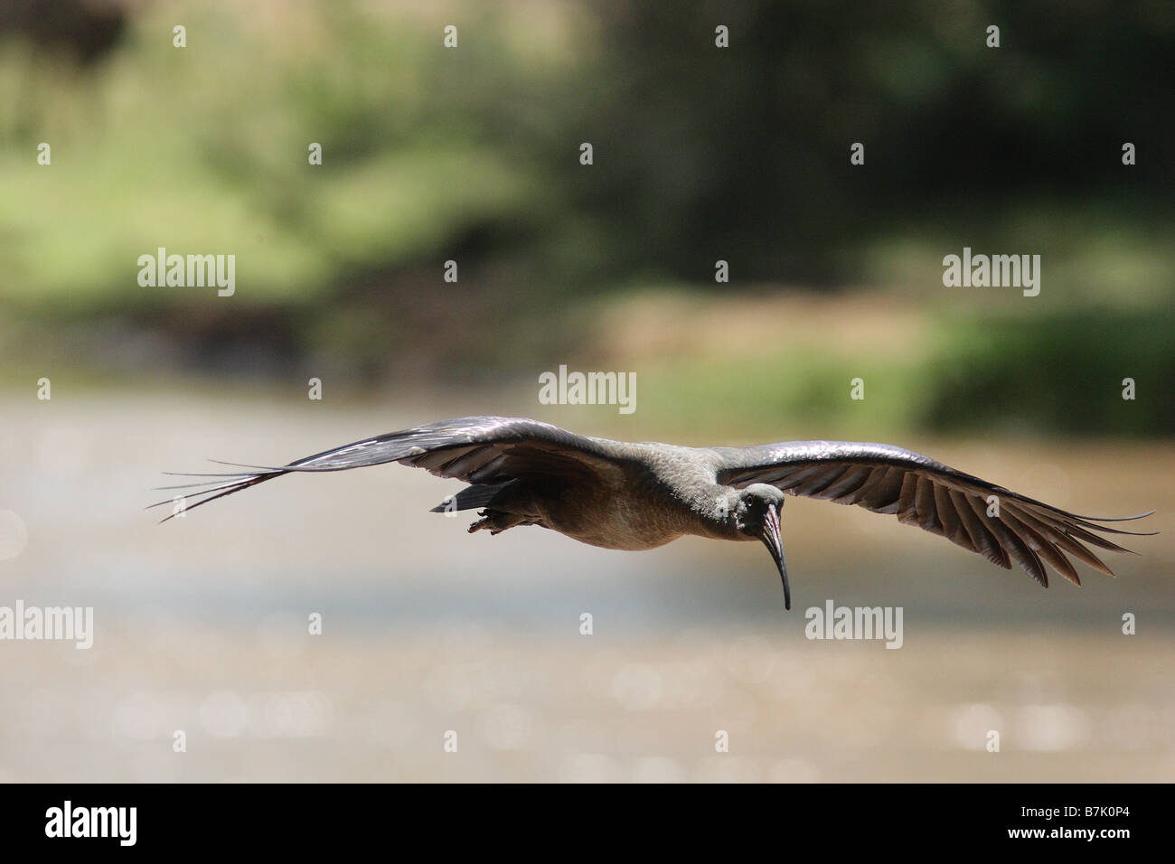 hadeda ibis in flight Stock Photo - Alamy