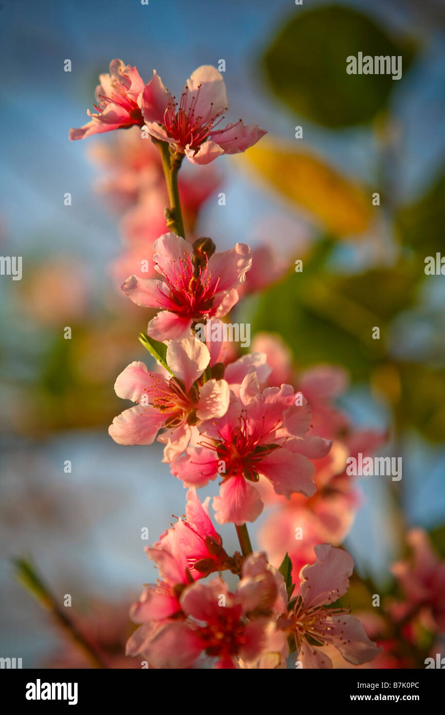 Peach tree flower prunus persica hi-res stock photography and images ...