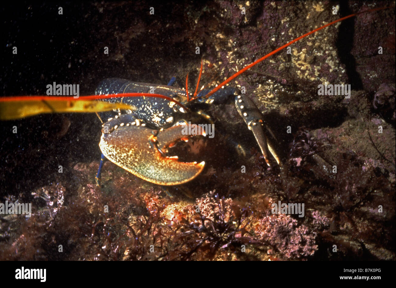 European lobster, Homarus gammarus, walking across rocky reef, clearly ...