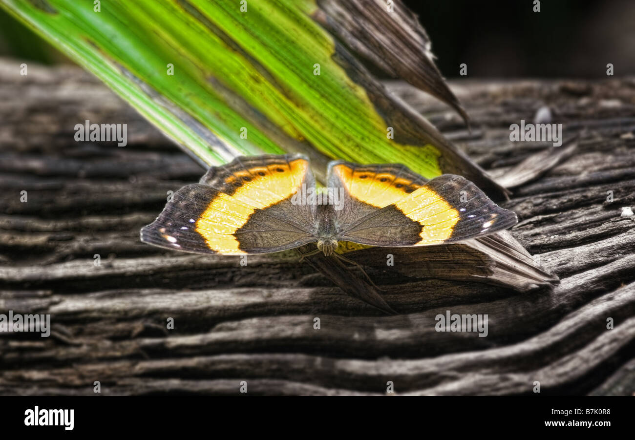 great image of a beautiful butterfly in the forest Stock Photo - Alamy