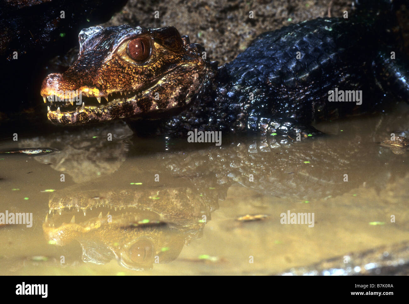 Dwarf Caiman (Paleosuchus palpobrosus Stock Photo - Alamy