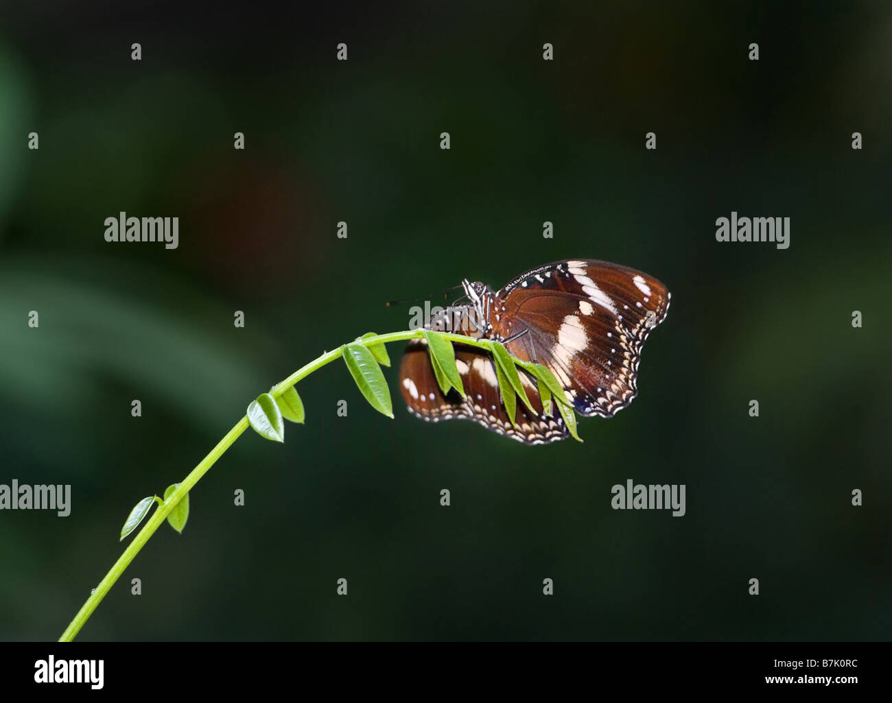 The end of the branch hi-res stock photography and images - Alamy