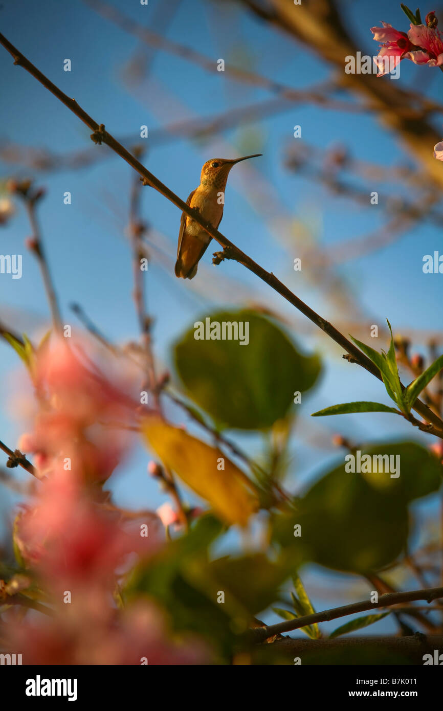 hummingbird in peach tree Stock Photo - Alamy