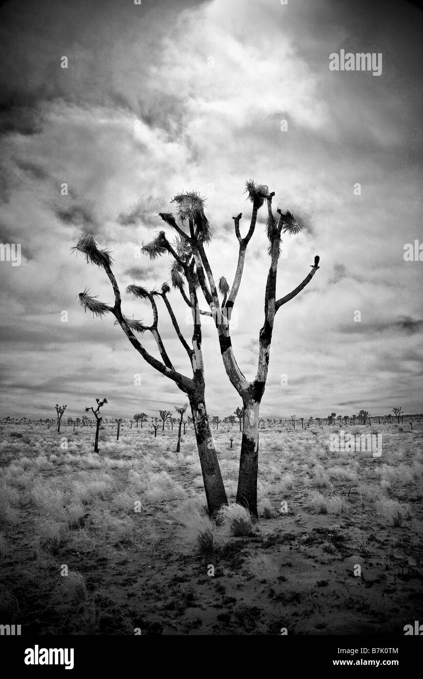 Black and white joshua tree hi-res stock photography and images - Alamy