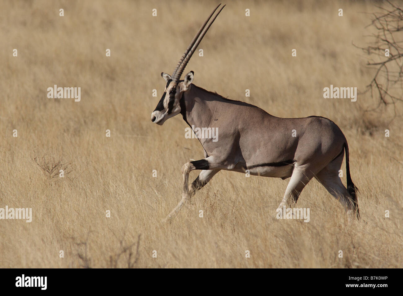 beisa oryx running Stock Photo - Alamy