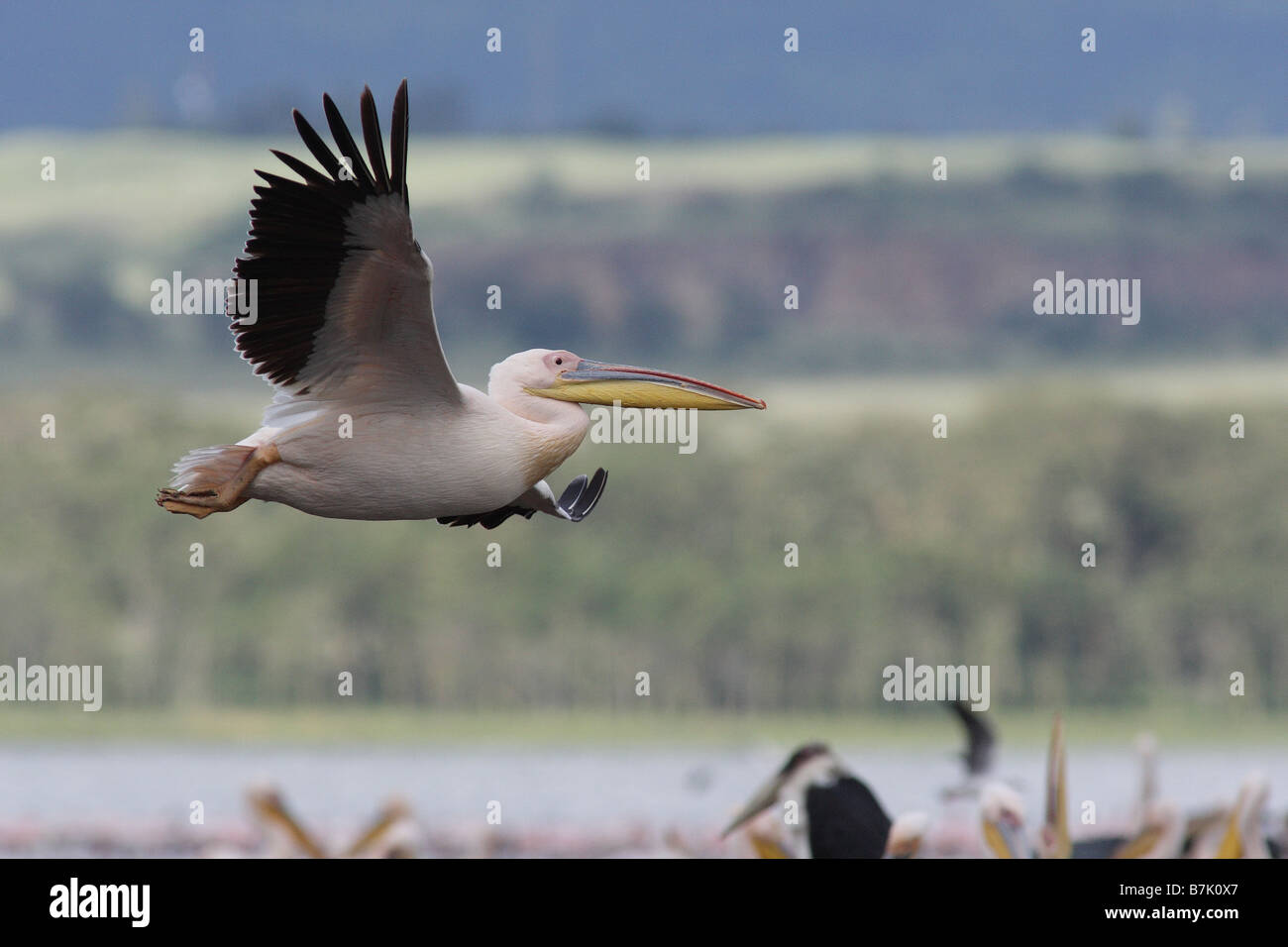 white pelican in flight Stock Photo - Alamy