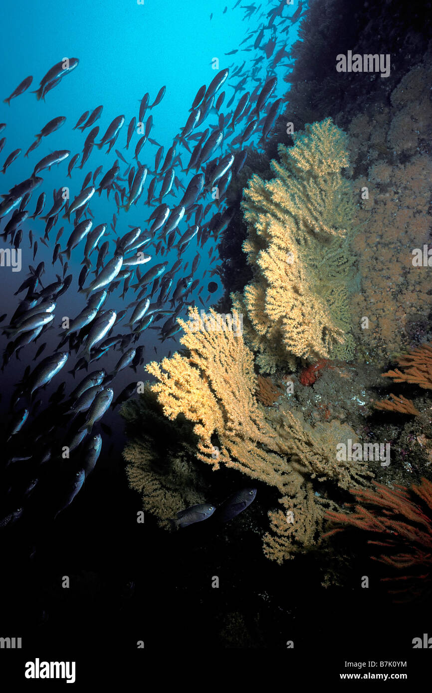 California golden gorgonian Muricea californicus Coronados Islands ...